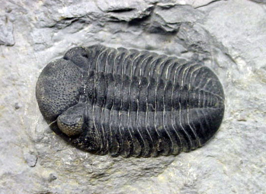 Trilobite gallery – Penn Dixie Fossil Park & Nature Reserve