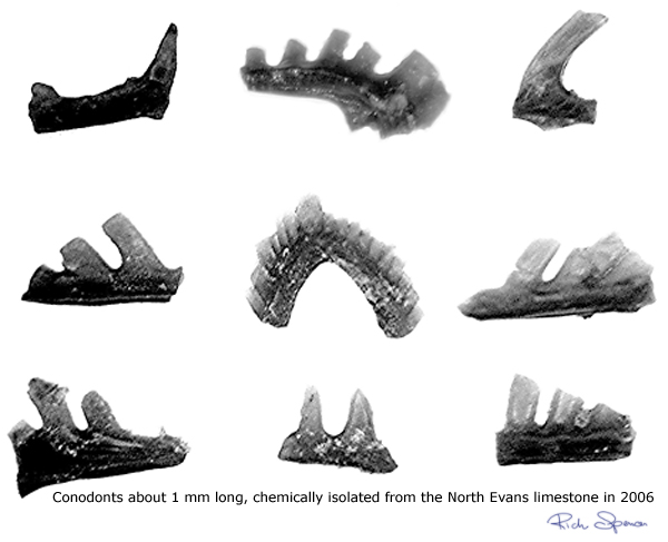 Conodonts – Penn Dixie Fossil Park & Nature Reserve