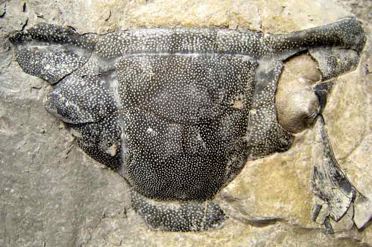 Trilobite gallery – Penn Dixie Fossil Park & Nature Reserve