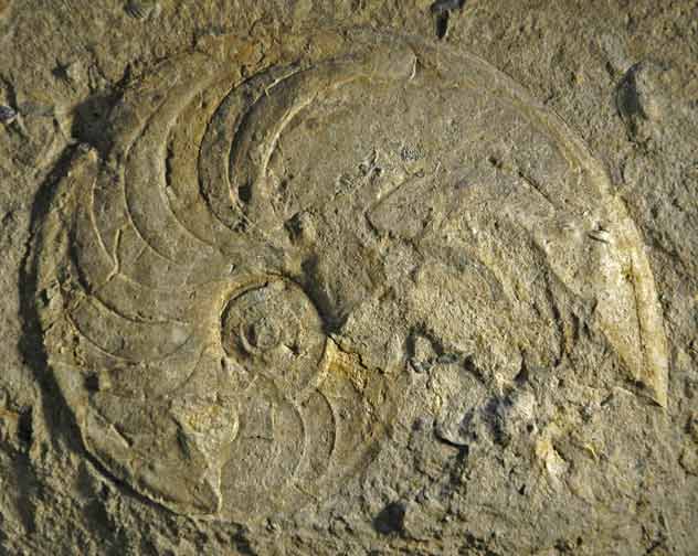 Cephalopods – Penn Dixie Fossil Park & Nature Reserve
