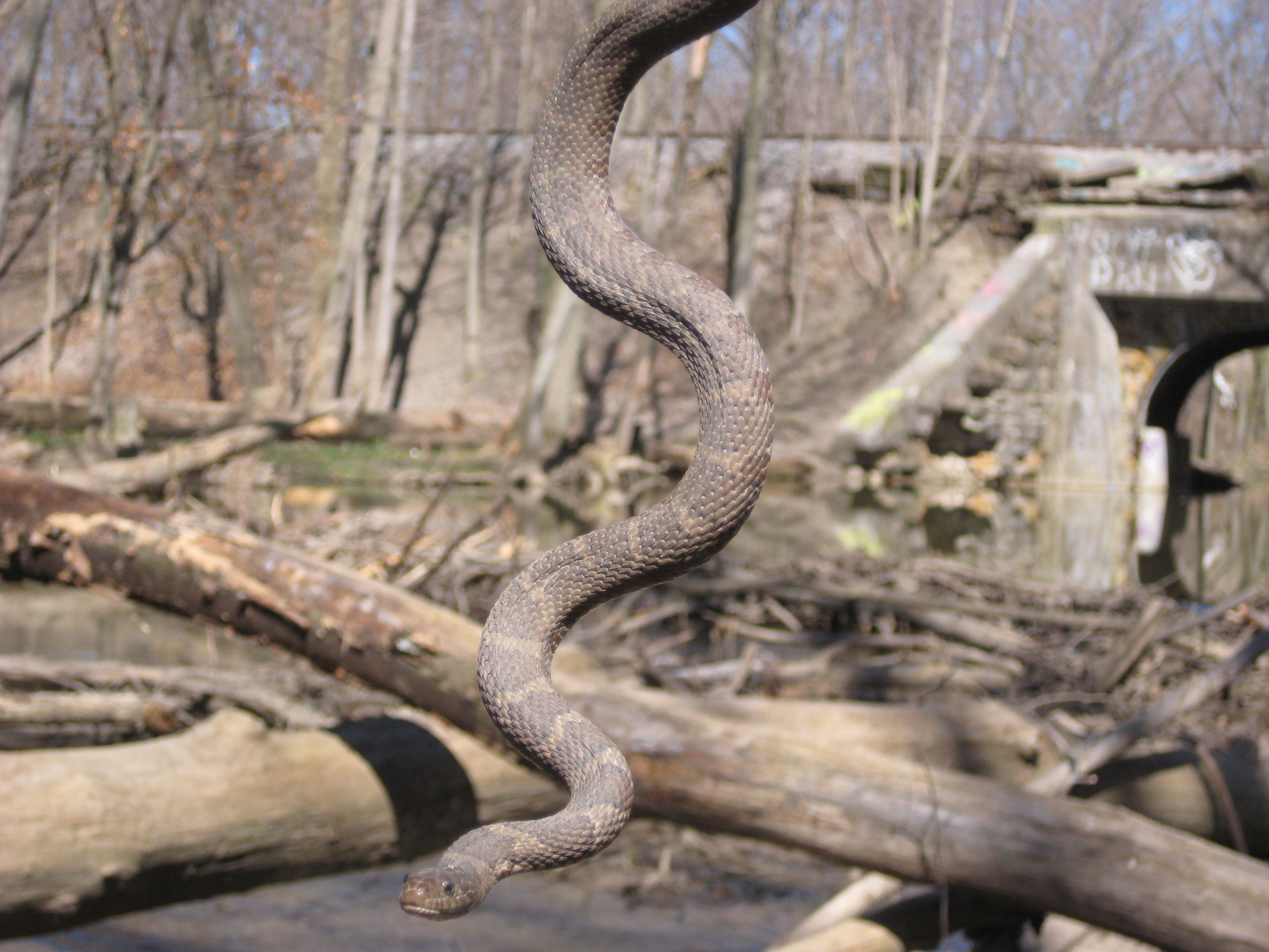 Our Wetlands – Penn Dixie Fossil Park & Nature Reserve