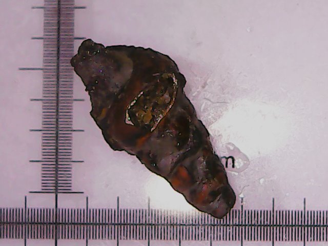 Pyritized Fossils at Penn Dixie – Penn Dixie Fossil Park & Nature Reserve